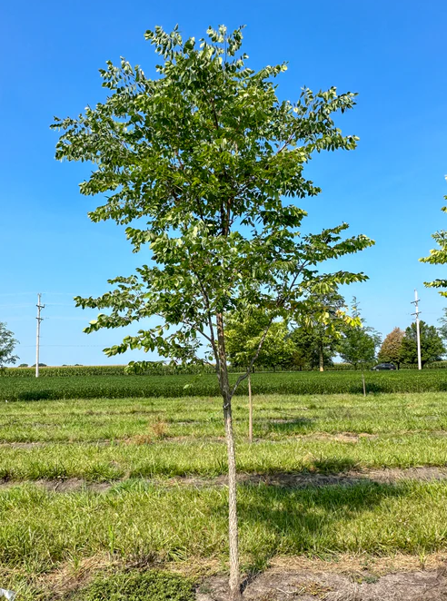 Kentucky Coffeetree Tree For Sale – The Farm Connection