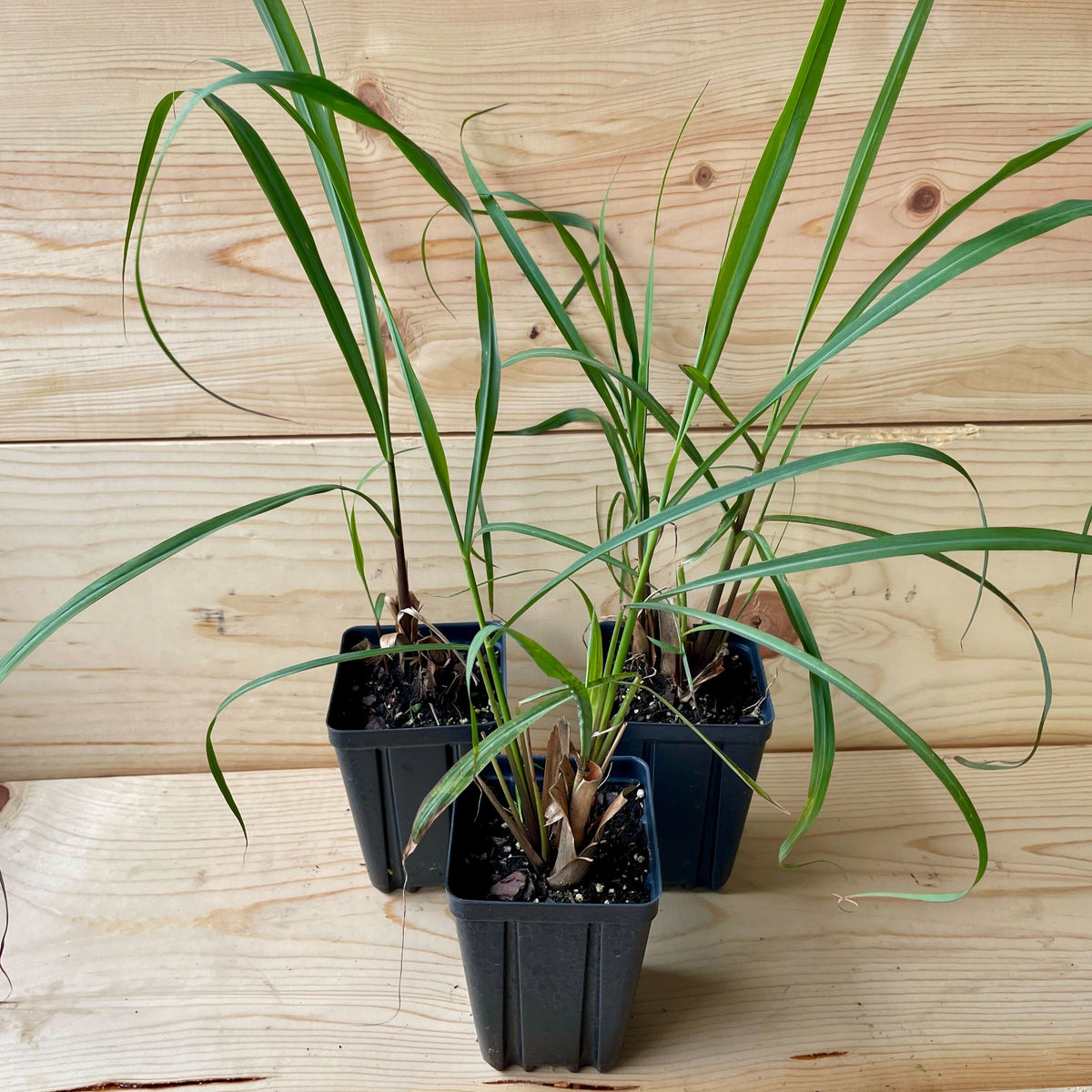 Lemongrass (Cymbopogon citratus) - Organically Grown Culinary Herb ...
