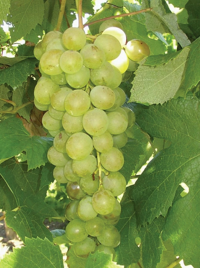 Marquis Seedless Grape Tree For Sale – The Farm Connection