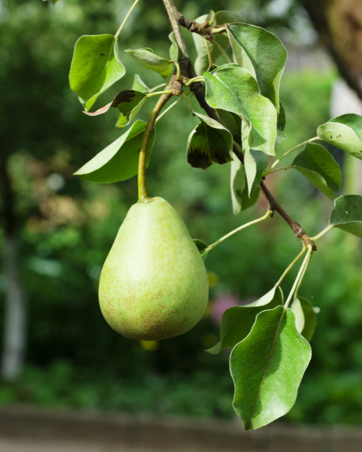 Red D'Anjou Pear For Sale – The Farm Connection