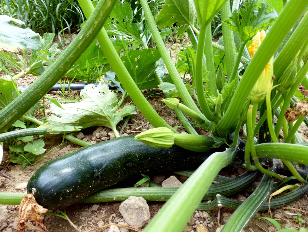 Seed Packet Seeds, Black Beauty Zucchini – The Farm Connection