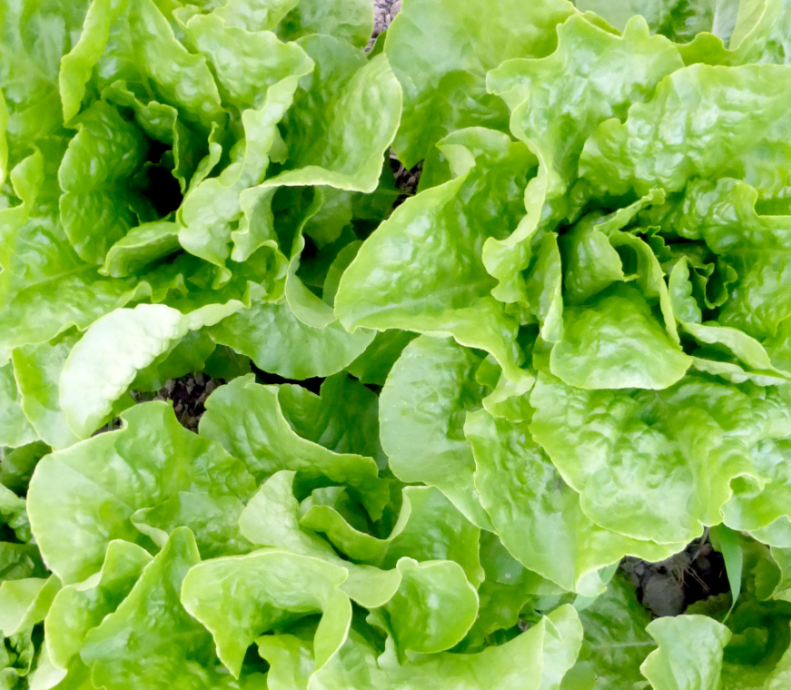 Seed Packet Seeds, Buttercrunch Bibb (Butterhead) Lettuce – The Farm ...