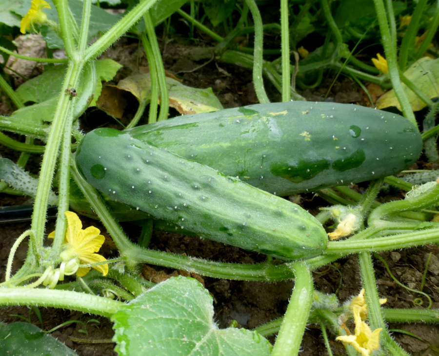 Seed Packet Seeds, Marketmore 76 Cucumber – The Farm Connection