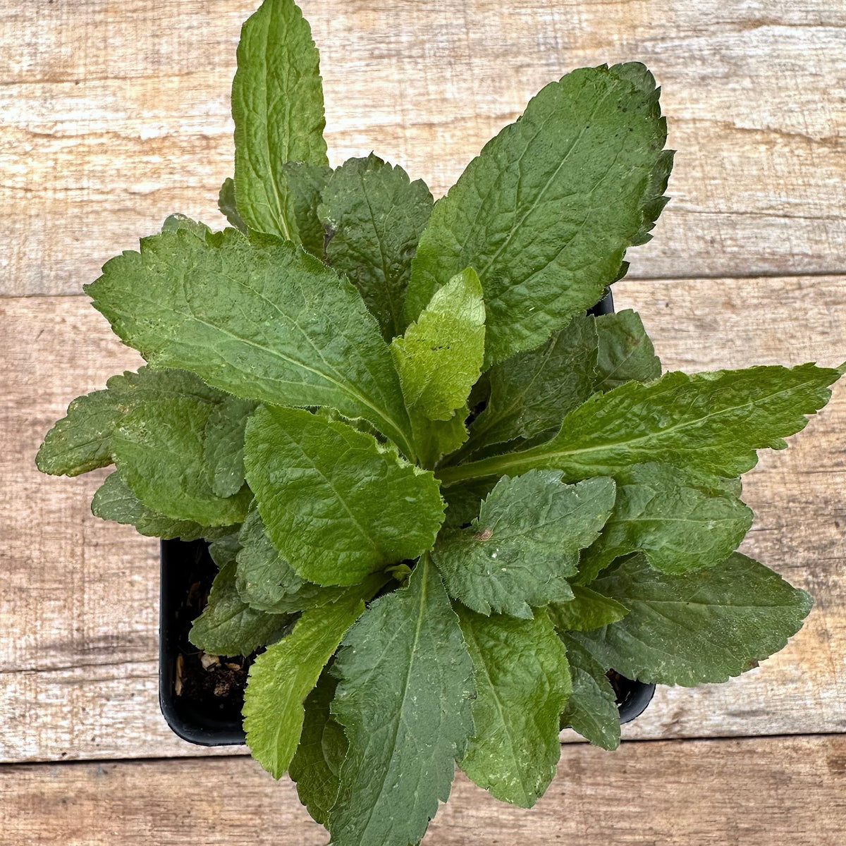 Wrinkleleaf Goldenrod (Solidago rugosa) - Native Perennial for ...