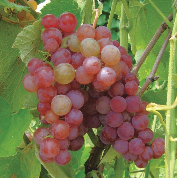 Somerset Seedless Grape Tree For Sale – The Farm Connection