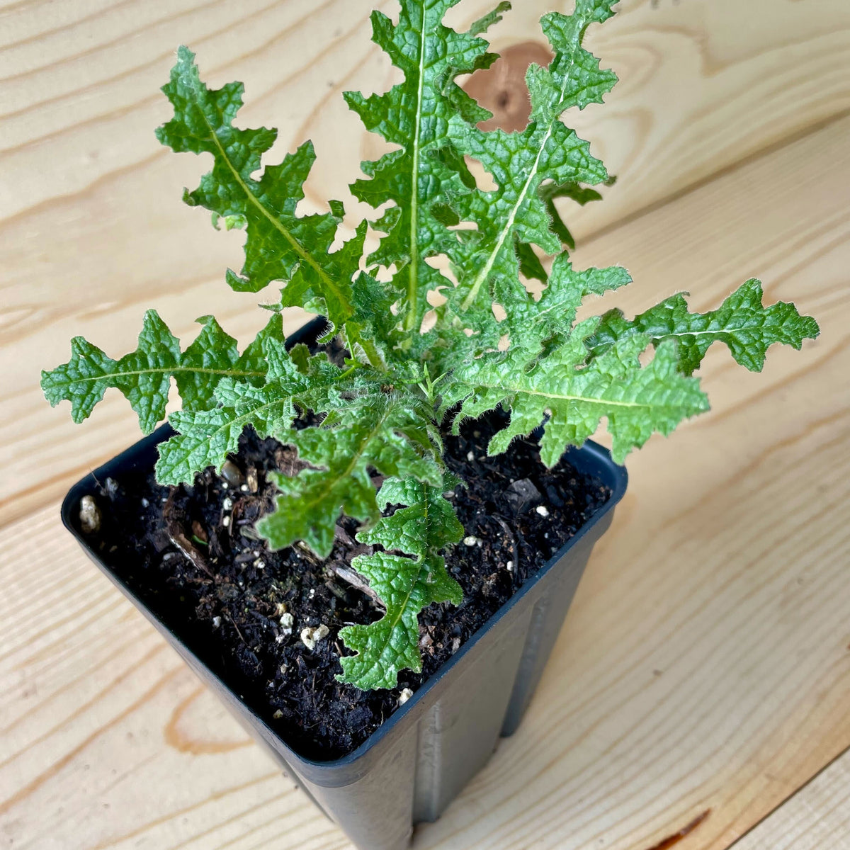 Thistle, Blessed Organically Grown Native Plants for Sale – The Farm ...