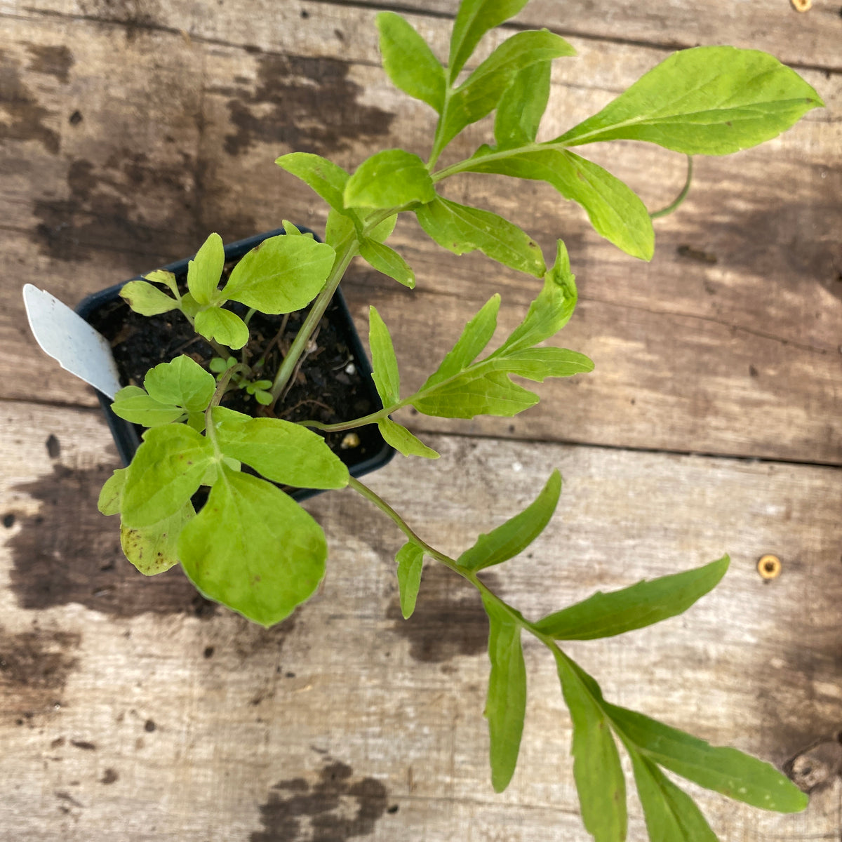 Valerian (Valeriana officinalis) - Organically Grown Medicinal Herb For ...