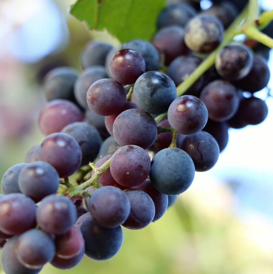 Vanessa Seedless Grape Tree For Sale – The Farm Connection