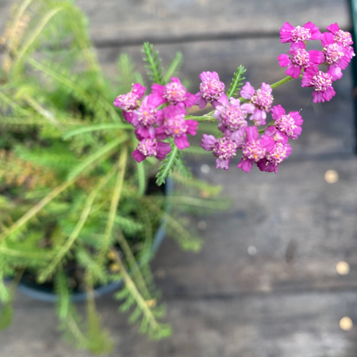 Yarrow 'Flowerburst' Organically Grown Native Plants for Sale – The ...