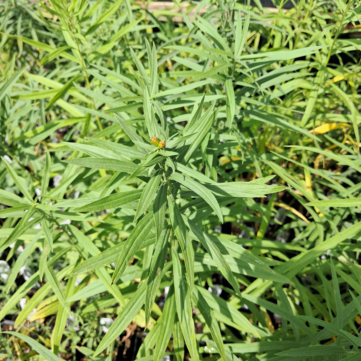Goldenrod, Grass leaved - Organic Grown Native Plants for Sale – The ...
